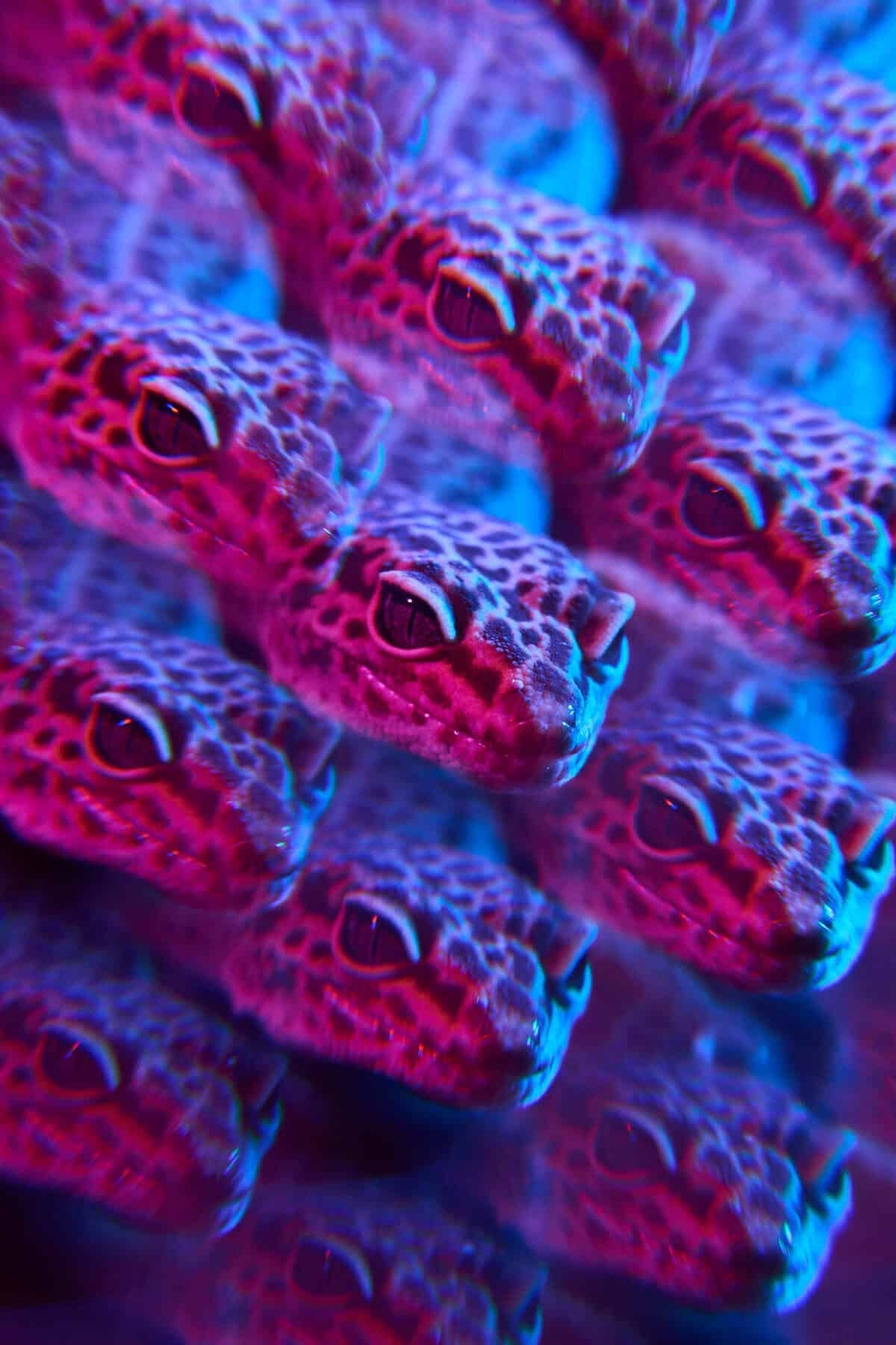 The Hive Filter – Hexagon Bokeh Effects for Photography SZ Filters